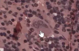 Histo Lab HSF II Exam Flashcards Quizlet