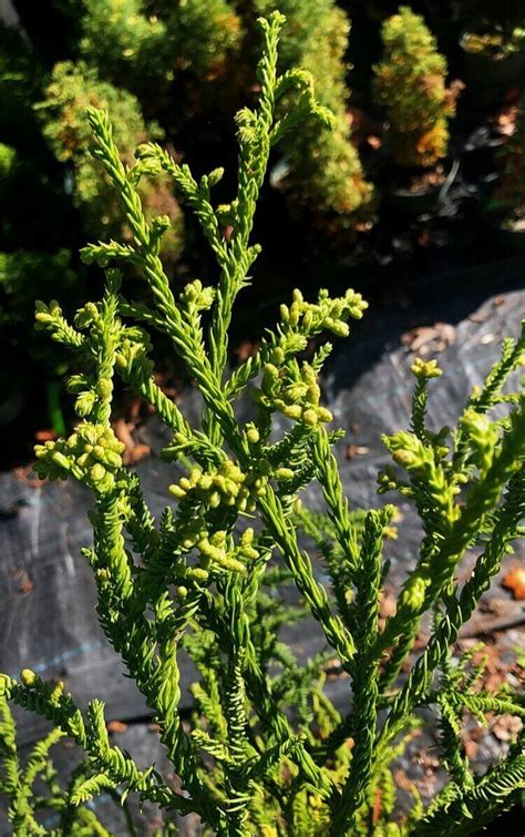 Cryptomeria Japonica Rasen Twisted Japanese Cedar Maple Ridge Nursery