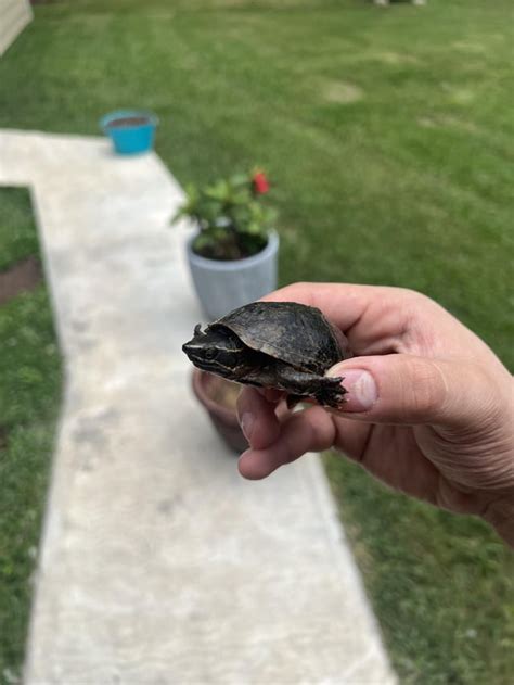 Help Identifying Rturtle