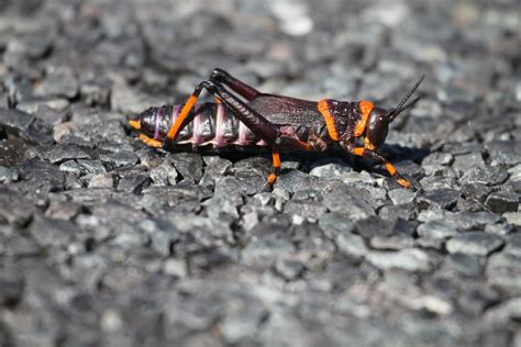 Koppie Foam Grasshopper Wildlife Den South African And Australian Wildlife Photography