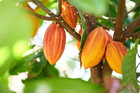 Keiths Cacao The Original And Worlds Finest Pure Ceremonial Cacao