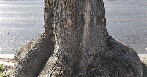 Mildly Penis Tree Imgur
