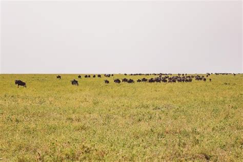 Premium Photo Wildebeest Migration