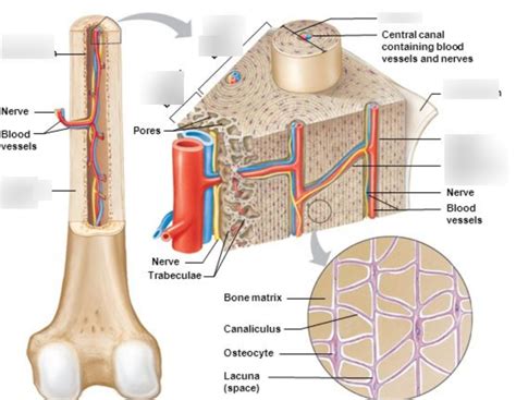 Compact Bone Diagram Quizlet
