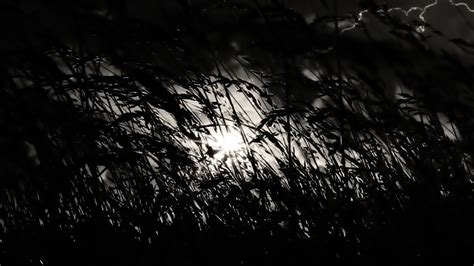 Dark Grass In The Lightning Storm 1625827 Stock Video At Vecteezy