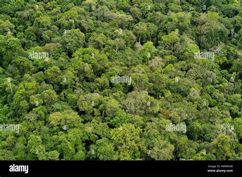 Rainforest Canopy In Lago Preto Conservation Concession Amazonian Rainforest Yavari Valley