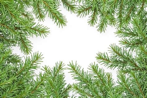 Premium Photo Evergreen Frame On White Background
