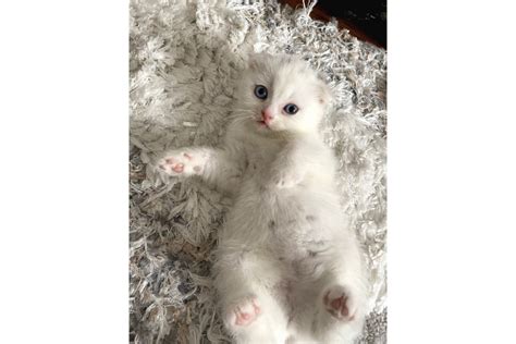 Scottish Fold Kırık Kulak Cins Kedi