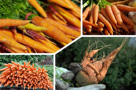 Городники розповіли чим підгодувати моркву щоб вона виросла великою й хрумкою Читайте на Ukr Net