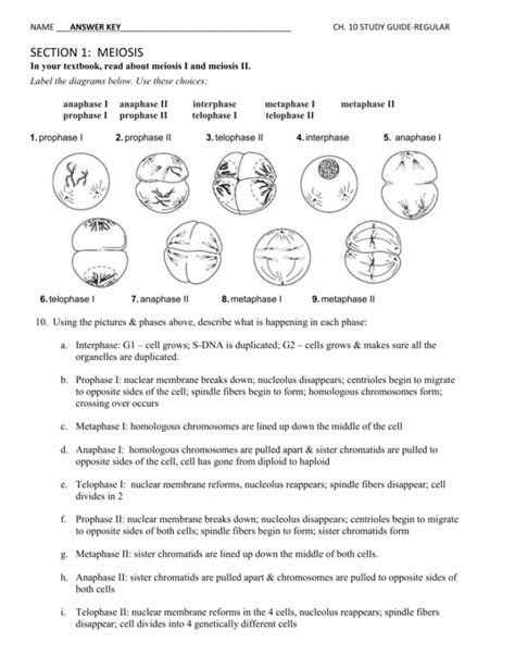Answer Key Meiosis Worksheets