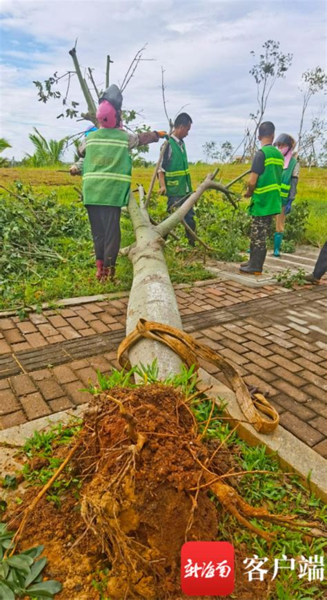 Fallen Trees Baidu600 Object Detection Dataset By Object Detection