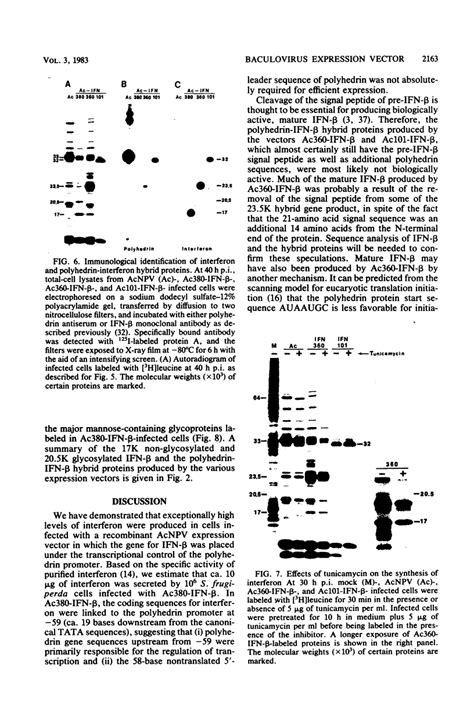 Production Of Human Beta Interferon In Insect Cells Infected With A