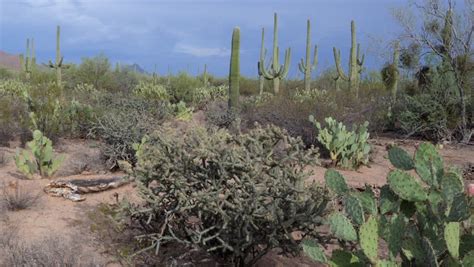 Saguaro National Park Landscape With Hills Arizona Image Free Stock
