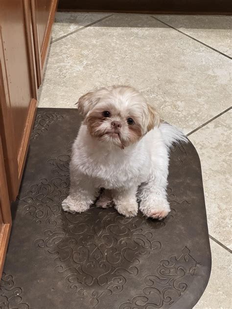 How can you say no to that face? 🥰 : r/Shihtzu