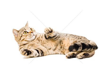 一只受惊的苏格兰直猫的肖像高清图片下载 正版图片502524622 摄图网