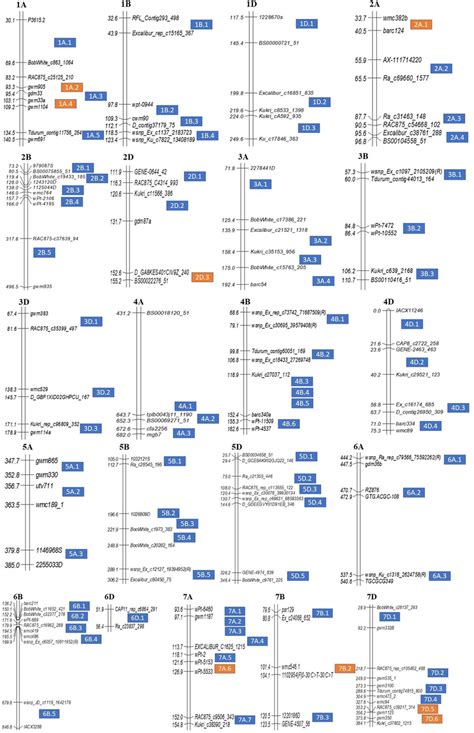 Distribution Of Meta Qtls Mqtls On All The 21 Wheat Chromosomes Only