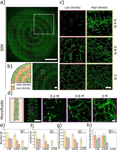 Spatially And Multi Scale Organized Vascular Networks For Large Scale Download Scientific