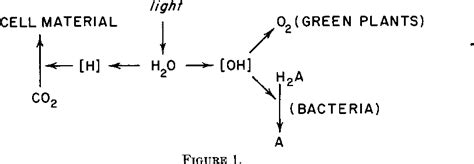 Figure 1 From The Role Of Organic Substrates In Bacterial Photosynthesis Semantic Scholar