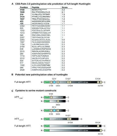 Potential New Palmitoylation Sites Of Huntingtin A CSS Palm 3 0