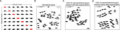 representation of symmetric and asymmetric objects in perception and