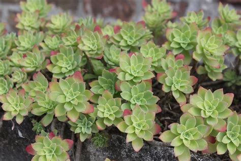 Sedum Sedum Palmeri