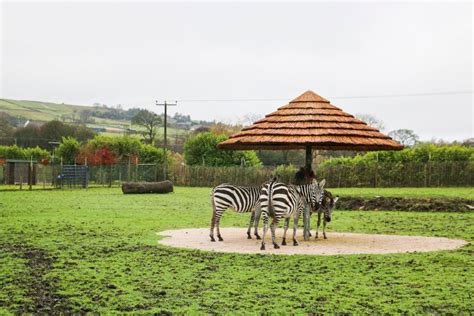Africa Roofing UK Supply New Thatched Shelter For Maneless Zebras