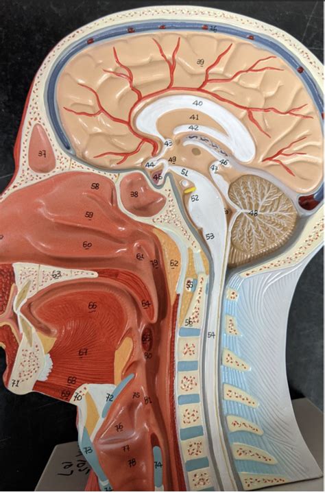Pharynx Model Diagram Quizlet