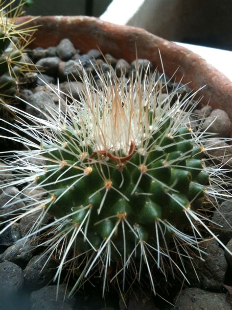 Mammillaria Spinosissima Un Pico Cactus Flowers Cacti And Succulents