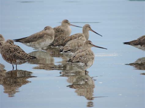 Iniciativas Del Ministerio Del Medio Ambiente Por La Conservación De Las Aves Playeras Mma
