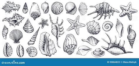 Seashells Vector Set Hand Drawn Illustrations Stock Vector