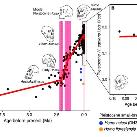 Trends In Hominin Brain Evolution A Cranial Capacity In Fossil