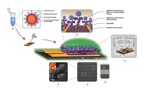 Video High Performance Graphene Modified Sensing Chip For Sars Cov 2