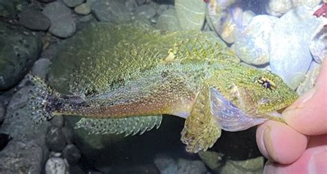 Smoothhead Sculpin Mexican