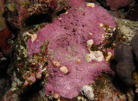 Coralline Algae Lighting New Lighting Causing Algae Reef2reef