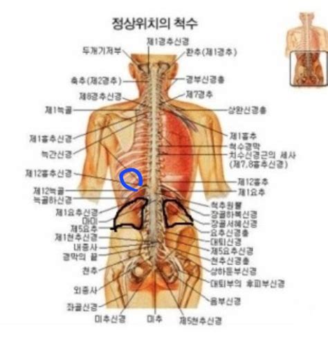 신장 허리통증 질문바로채택합니다 지식in
