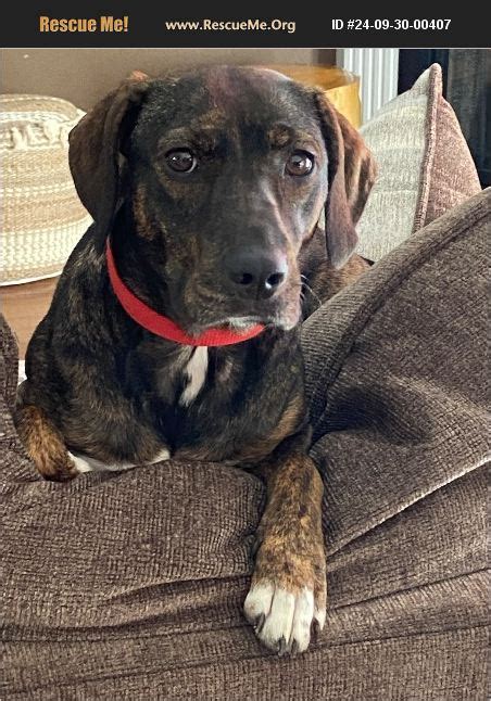 ADOPT 24093000407 Mountain Cur Rescue Dayton OH