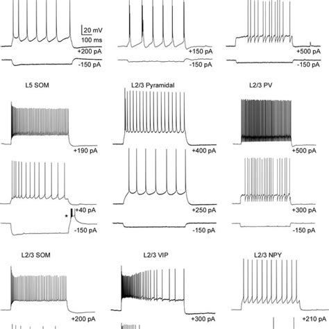 intrinsic properties of pyramidal cells and interneurons in barrel