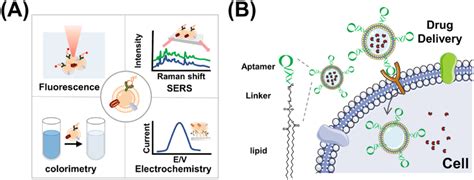 A Aptamer‐based Ev Analysis B Aptamer‐functionalized Evs For