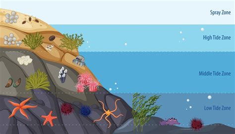 Free Vector Rocky Shore Zonation Education Diagram