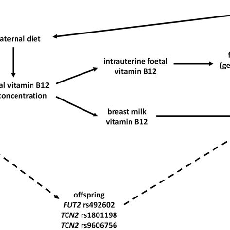 Diagram Showing The Framework Of The Mendelian Randomization Approach Download Scientific