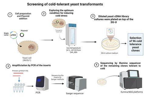 Screening Of Cold Tolerant Yeast Transformants Of Genes Responsible For Cold Stress From Peanuts