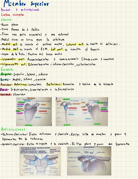 Anatomía Resumen de anatomía bloque 2 En base a programa académico