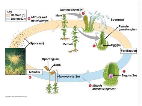 Vascular Seedless Plants Life Cycle