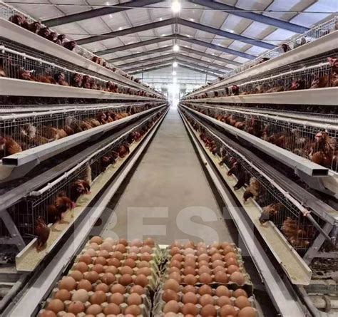 Modern Design A Type Traditional Egg Poultry Farms Layer Chicken Cages