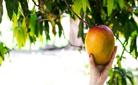 Perus Mango Season Worst In History Industry Rep