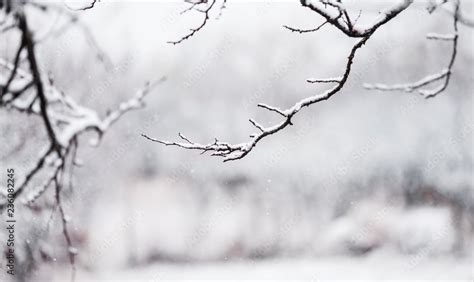 Snowy Winter Tree Branches Snow Background Winter Snow On Tree Branch