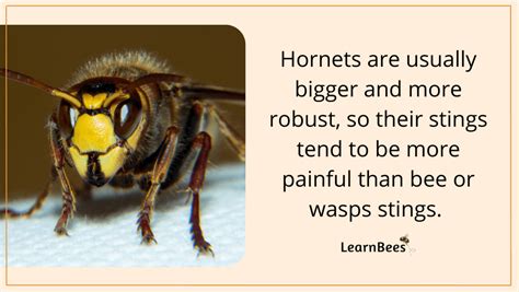 Hornets Vs Bees Vs Wasps Whats The Difference