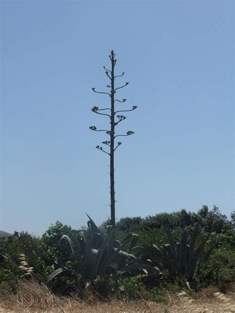 Alien Cactus Plant By Fuguestock On Deviantart