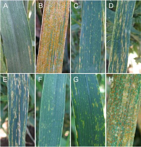 Figure 2 2 From Histopathology Of Rust Infection In Wheat And Barley Semantic Scholar