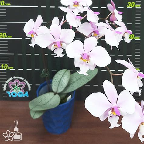 Phal. schilleriana (silver leaves) × sib x 銀葉西雷利兄弟交 – Orchidmart